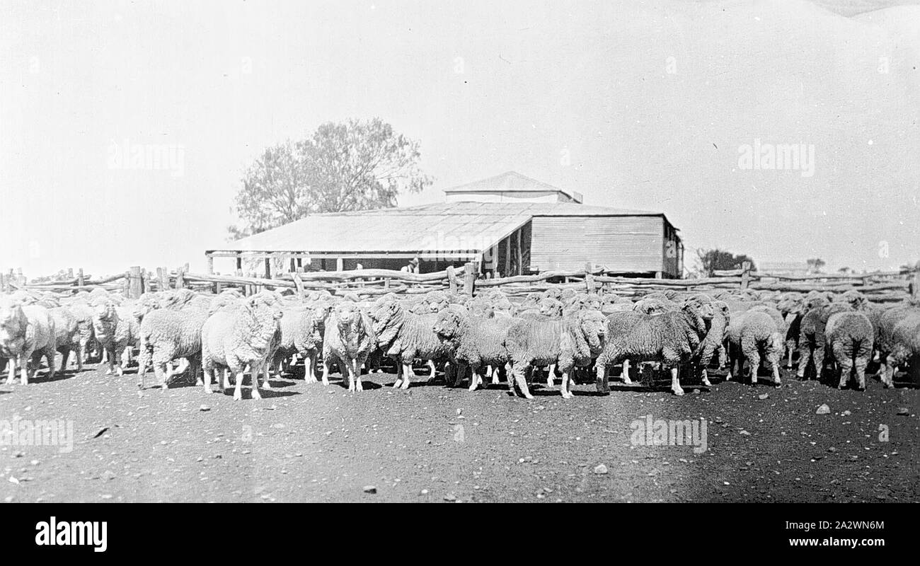 Large mob of sheep in hi-res stock photography and images - Alamy