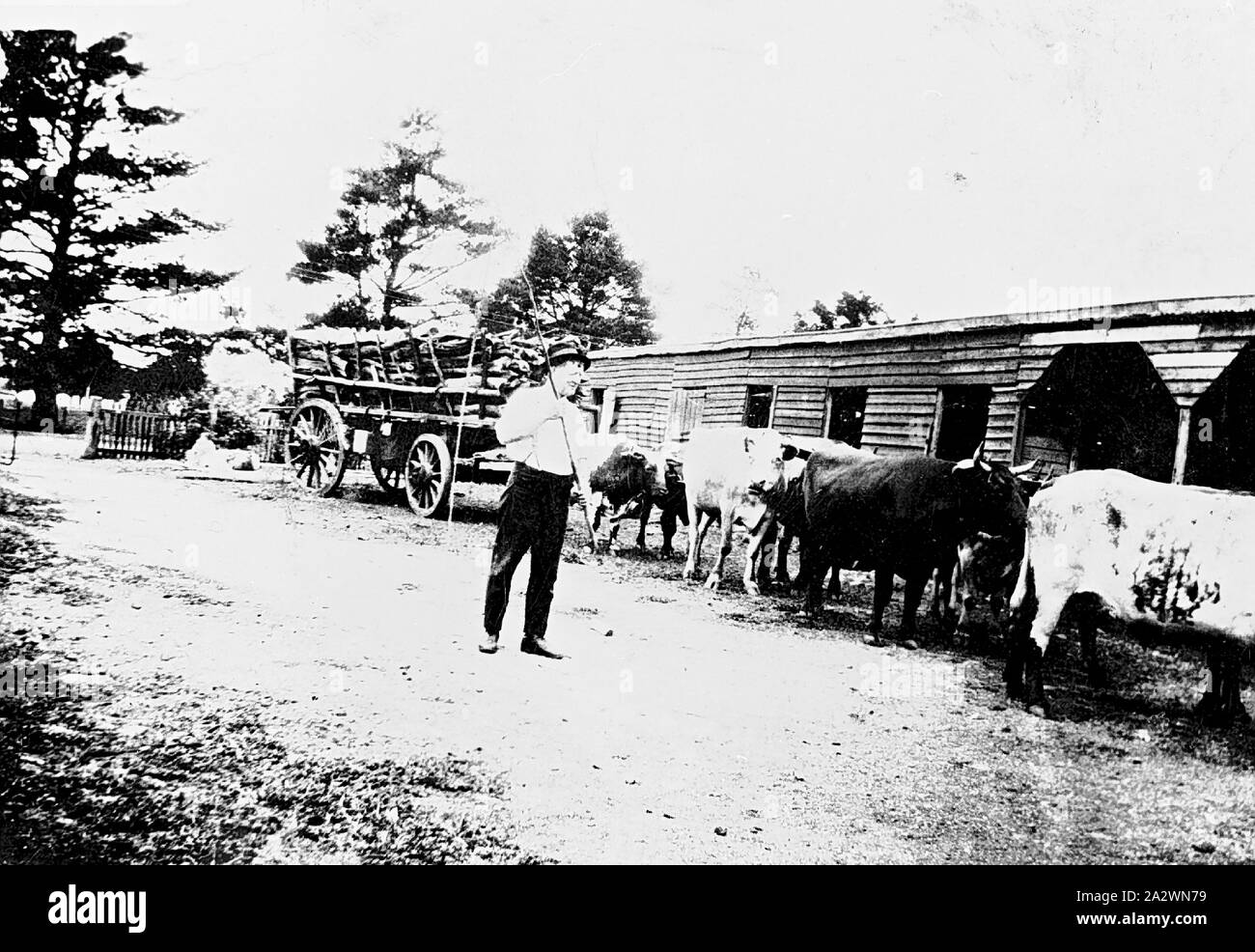 Negative - Bullock Team Pulling a Wagonload of Wood, Ascot, via ...