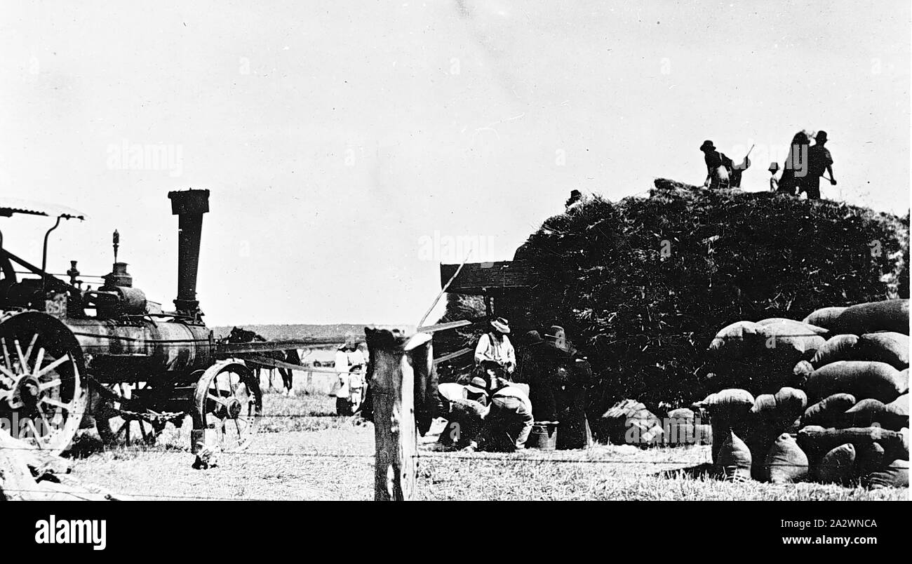 Negative - Workers With George Gillingham's Threshing Machine, Raglan ...