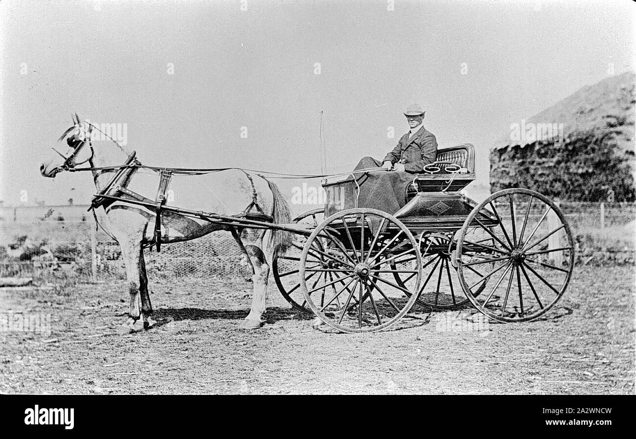 Negative - Man in a Horse-Drawn Carriage, Victoria, 1910, A man in a ...