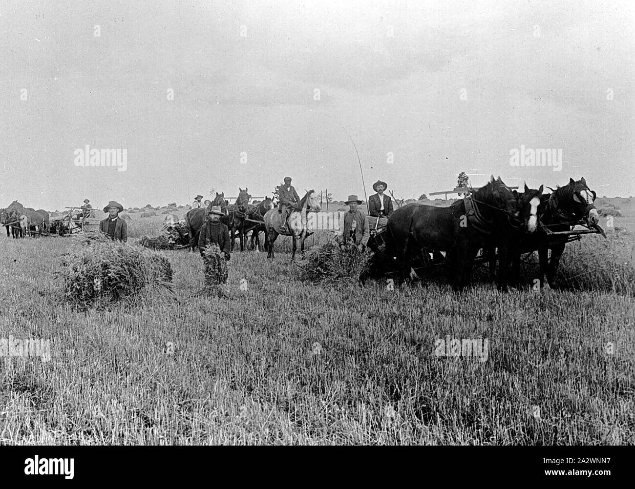 Negative - Group Stooking Sheaves of Hay, Hopetoun, Victoria, circa ...