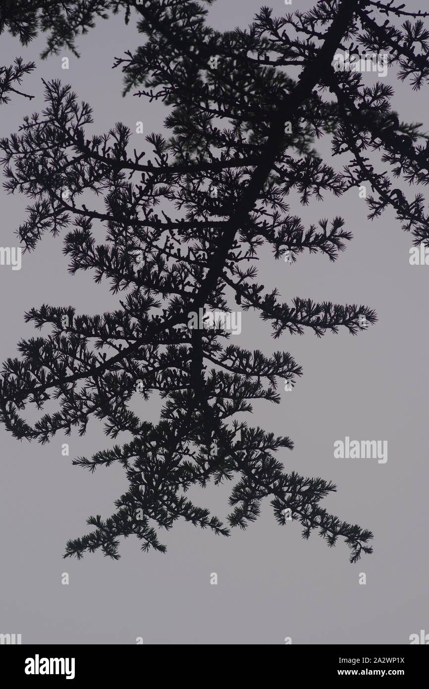 Mature Cedar of Lebanon (Cedrus libani) Tree on a Misty Winters Day ...