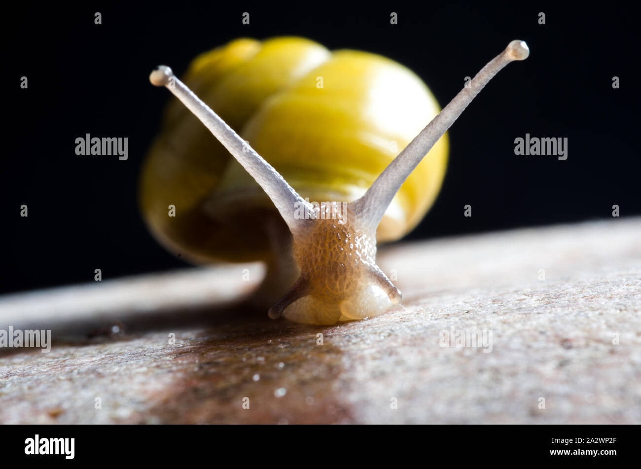 Artistic snail hi-res stock photography and images - Alamy