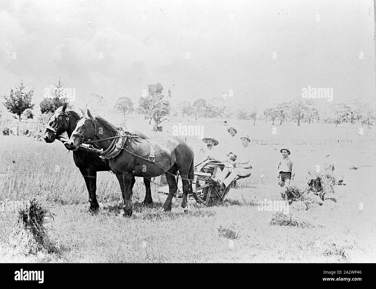Negative - Linton, Victoria, pre 1900, Harvesting grain on 'Newland ...