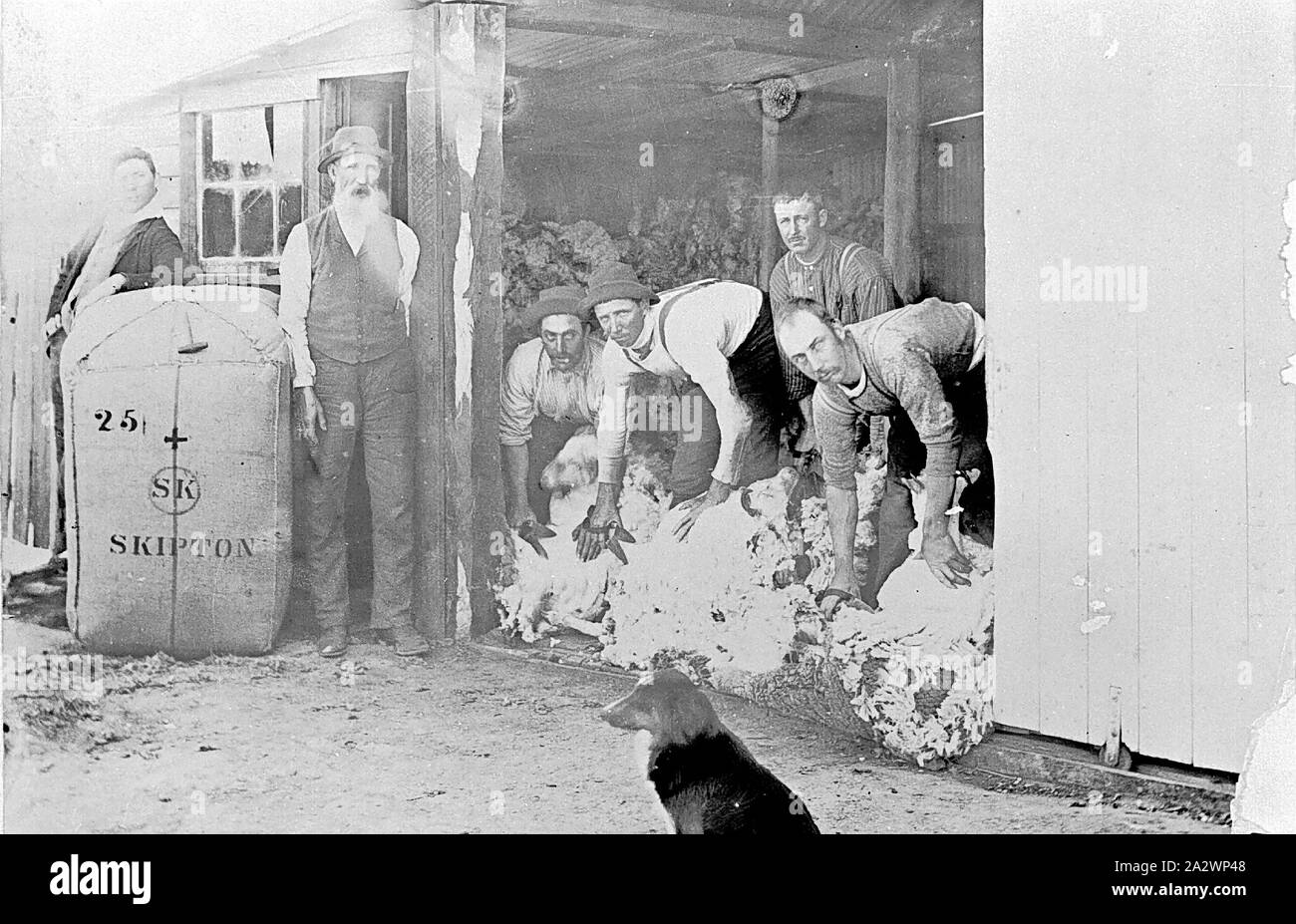 Negative - Skipton, Victoria, pre 1900, Shearers using blade shears ...