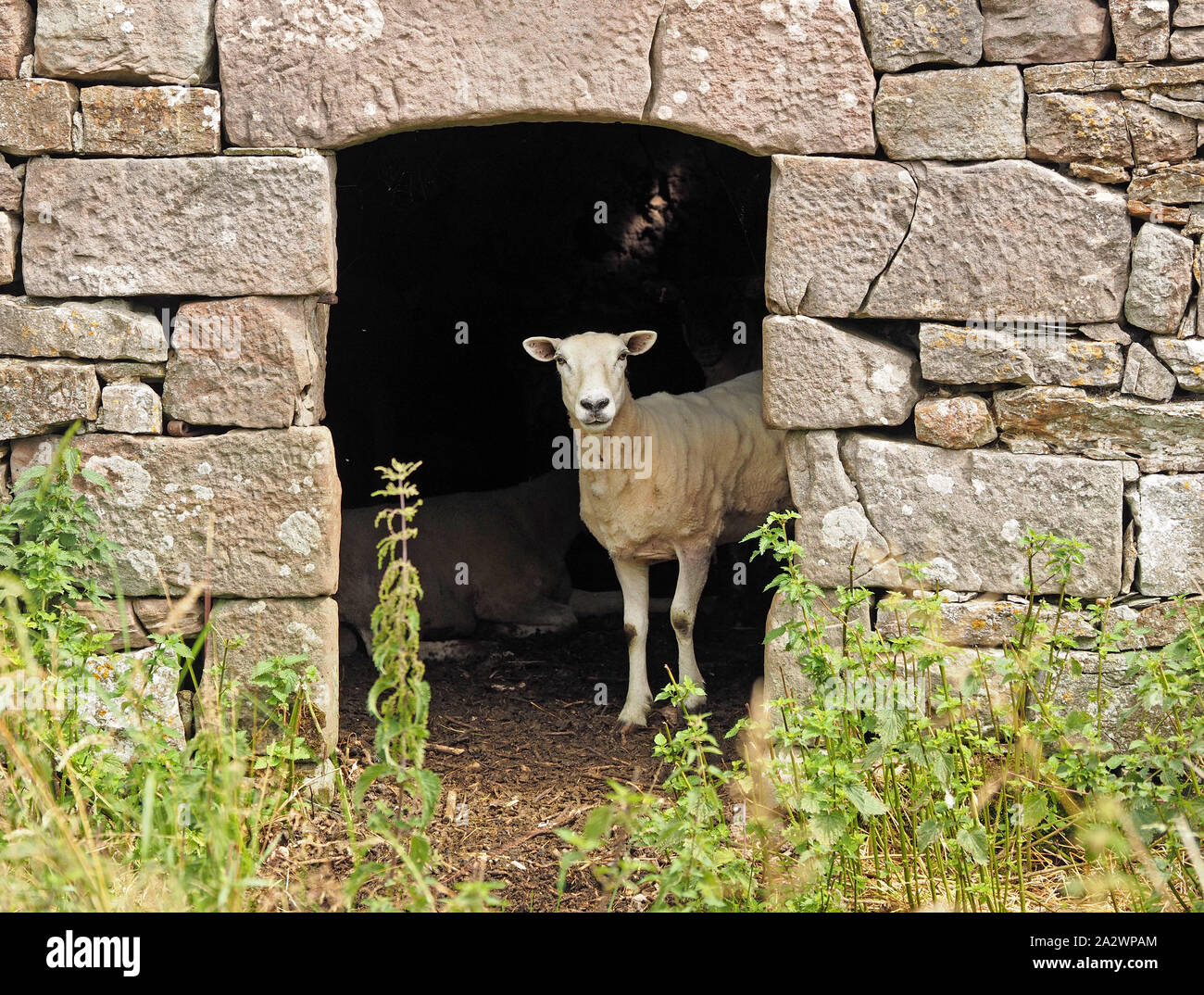 Sheep shadows shadow hi-res stock photography and images - Alamy