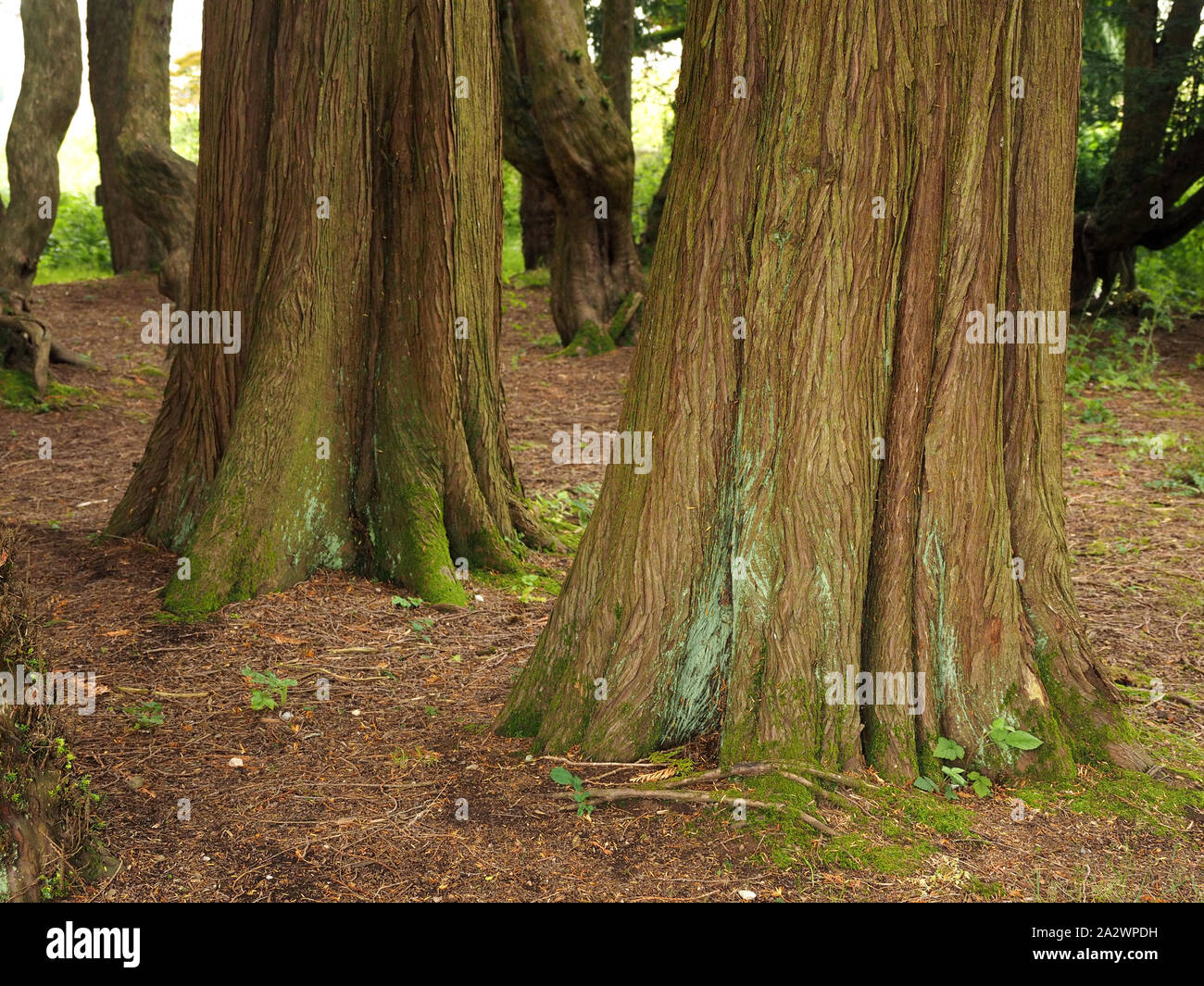 blue lichen and green moss on large fluted trunks of European Yew trees ...