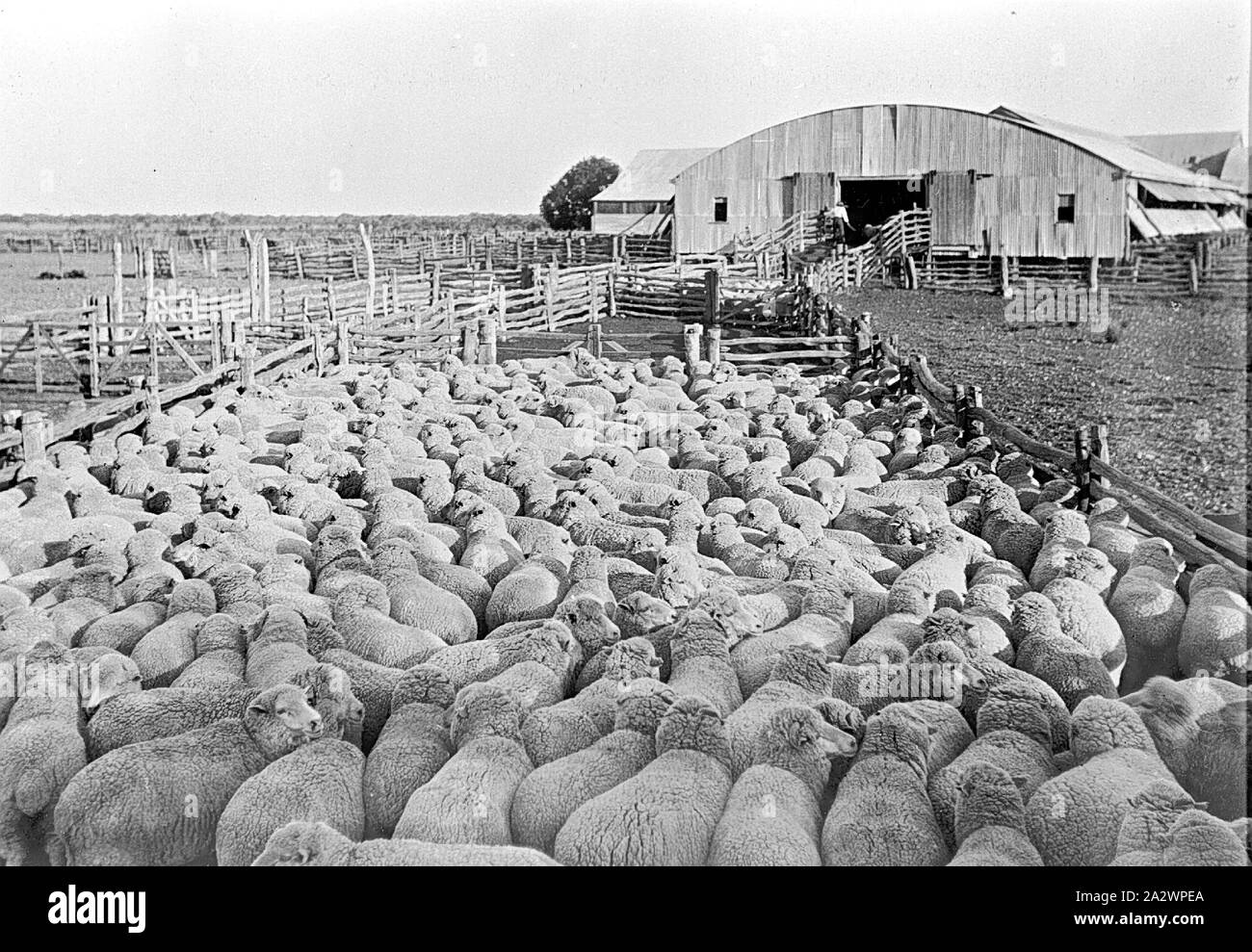 Negative - Isisford District, Queensland, circa 1915, Sheep in yards at ...