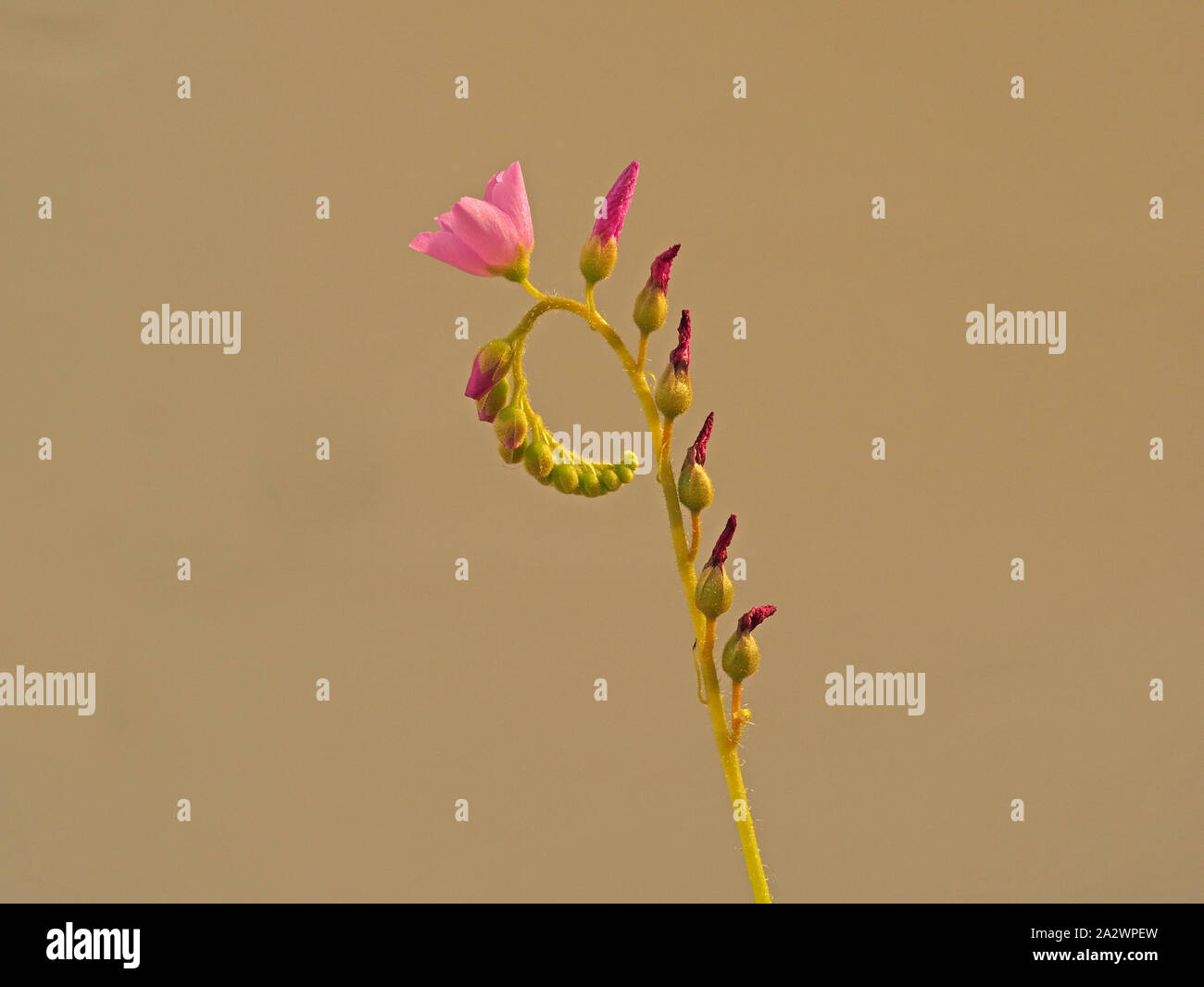 tiny pink flower on curling flower-spike of Drosera capensis or Cape ...