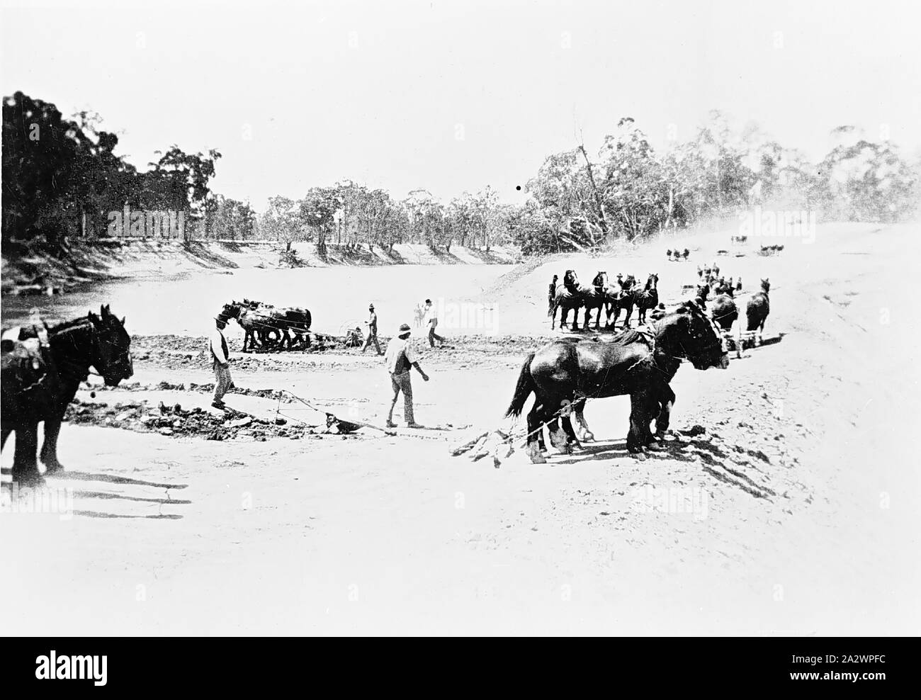 Negative - Barham District, New South Wales, circa 1925, A large number ...
