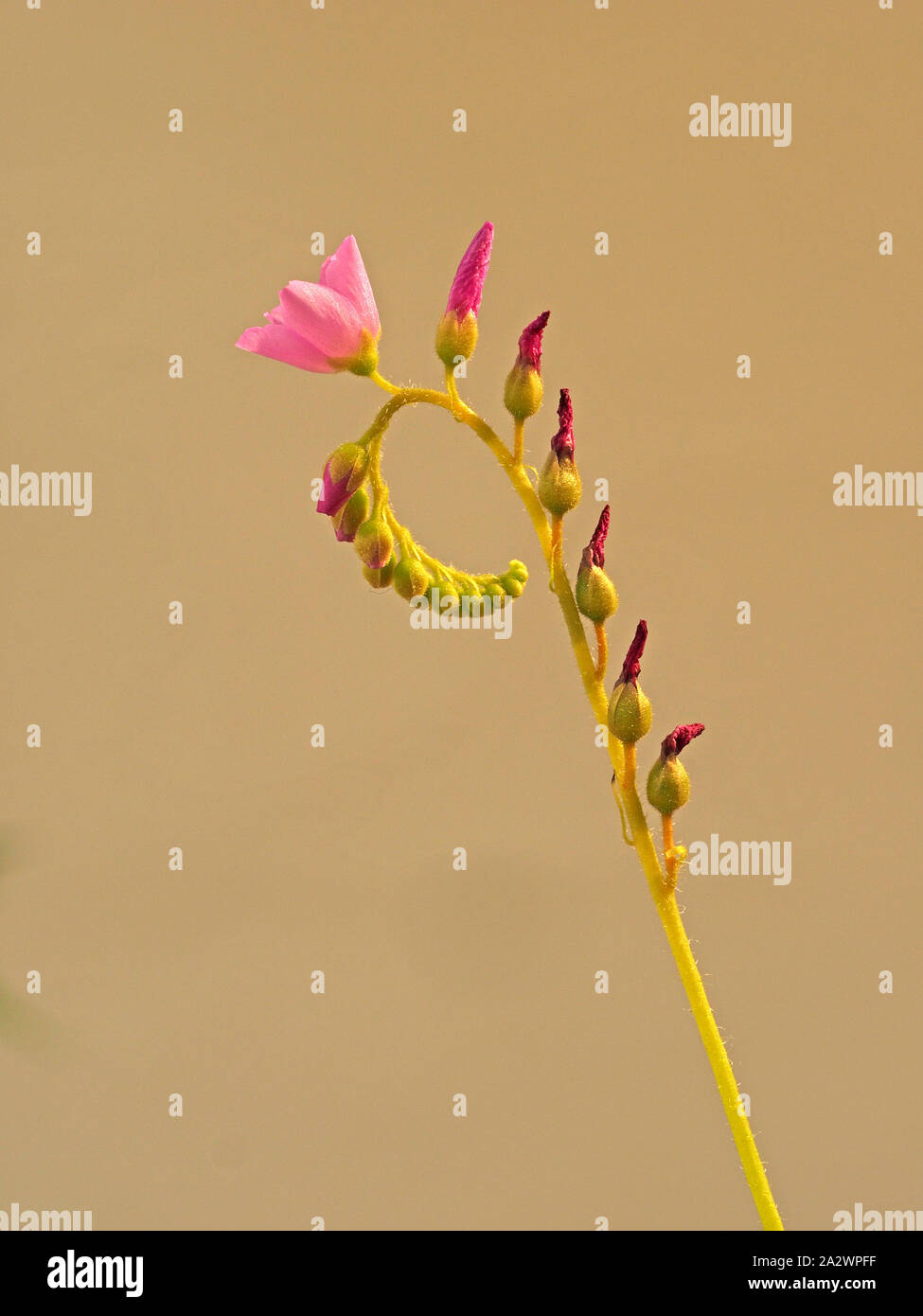 tiny pink flower on curling flower-spike of Drosera capensis or Cape ...