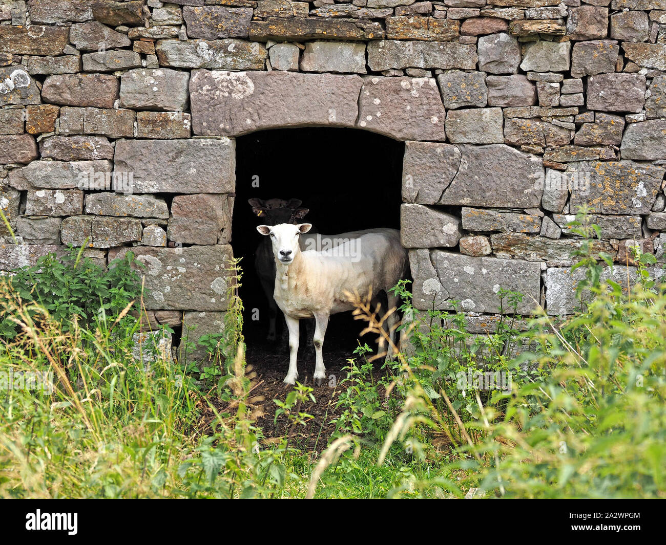 curious shorn white ewe sheep peers out of the shadows of an open ...