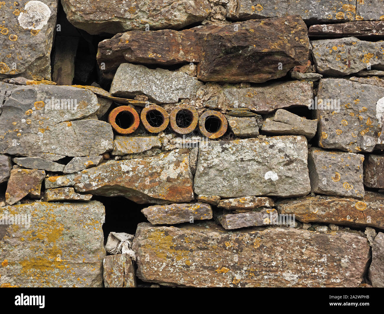 four irregular round clay ventilation pipes set into lichen-covered ...