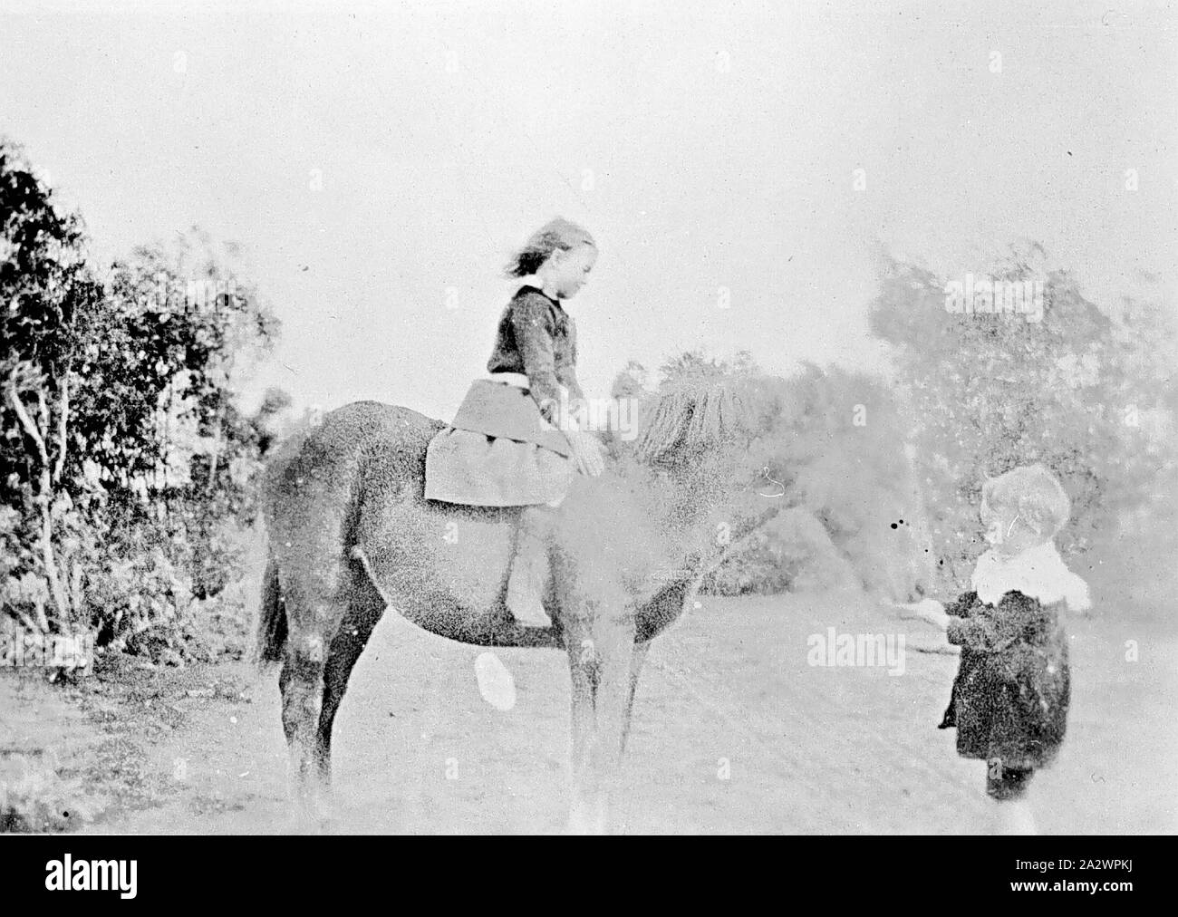 Negative - Cocamba, Victoria, 1915, A young girl on a pony. The pony is ...