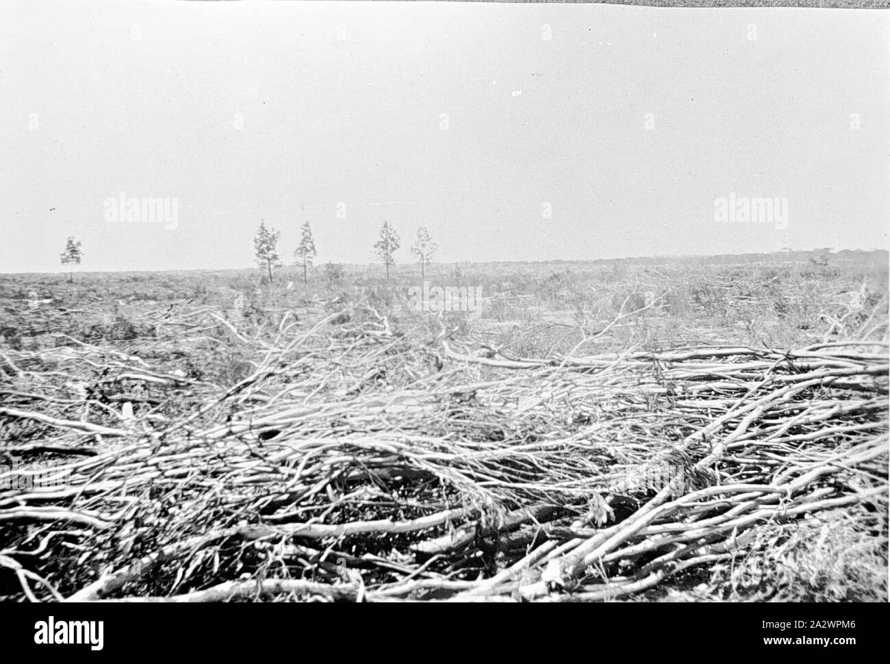 Negative - Annuello, Victoria, 1922, Mallee stacked for burning after rolling Stock Photo - Alamy