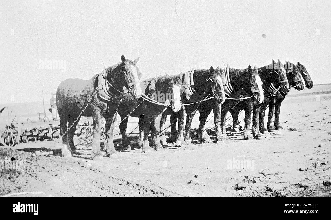 Negative - Manangatang, Victoria, 1925, Six horse team and scarifier ...