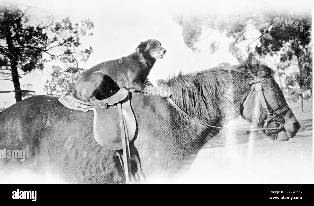 Negative - Manangatang, Victoria, circa 1925, A dog seated on the ...