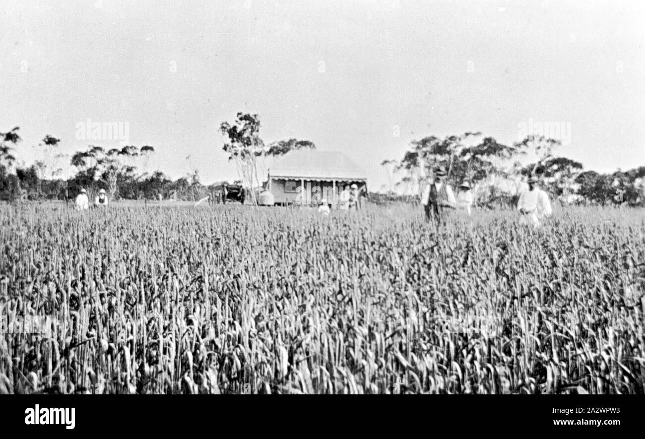 Negative - Nandaly, Bimbourie, Victoria, by Bill Boyd, 1920, Black and ...