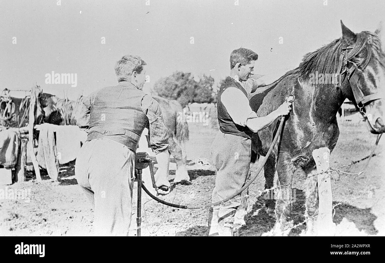 Negative - Nandaly District, Victoria, by Bill Boyd, 1922, Black and ...