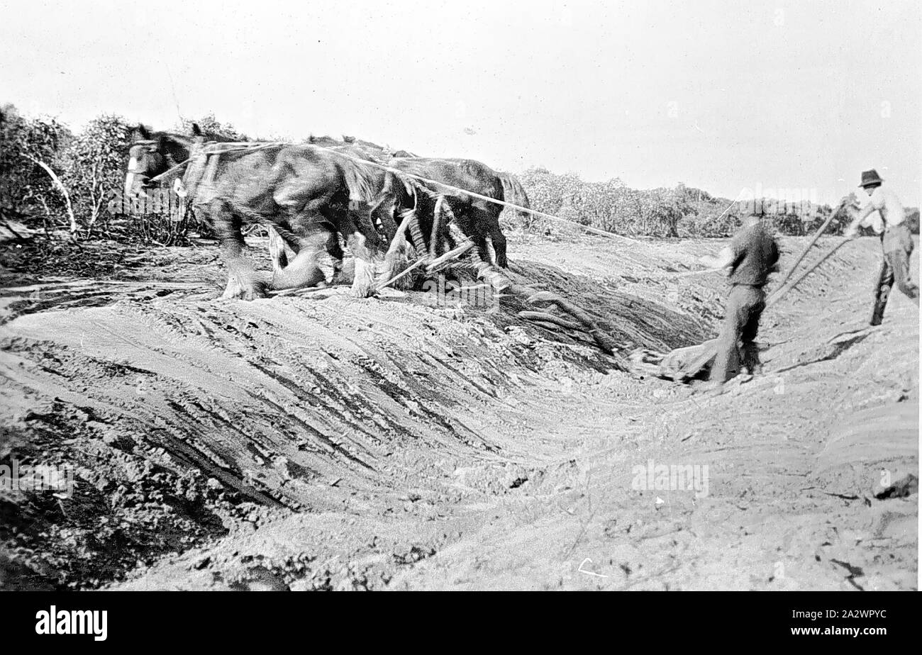 Negative - Nandaly District, Victoria, by Bill Boyd, 1922, Black and ...
