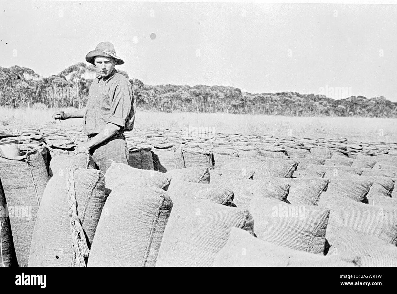 Negative - Nandaly District, Victoria, by Bill Boyd, 1920, Black and ...