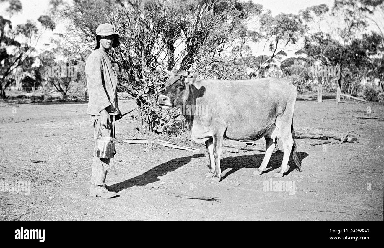 Negative - Manangatang, Victoria, circa 1930, A man with a milking cow ...