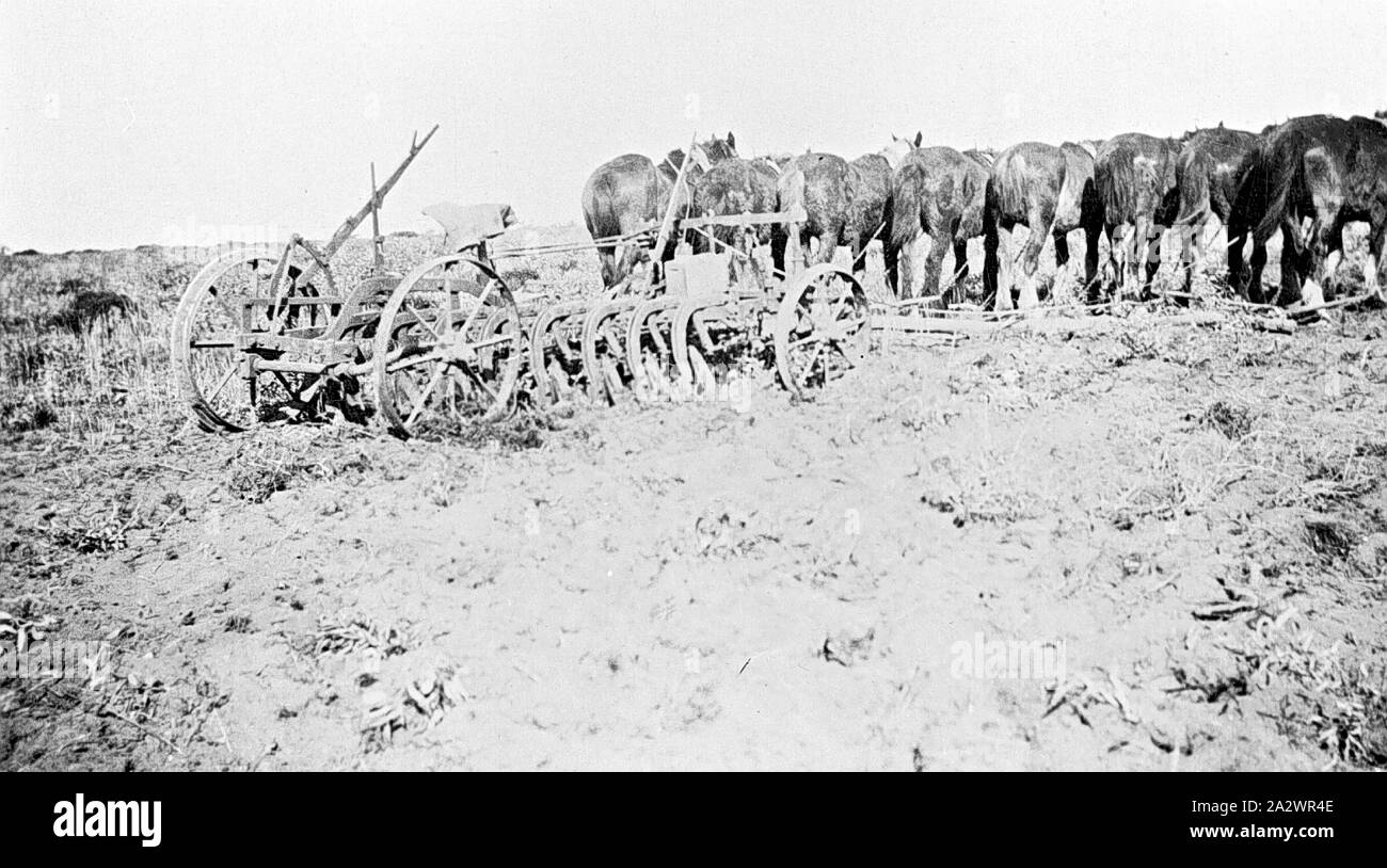 Negative - Manangatang, Victoria, circa 1930, Eight horse team and ...