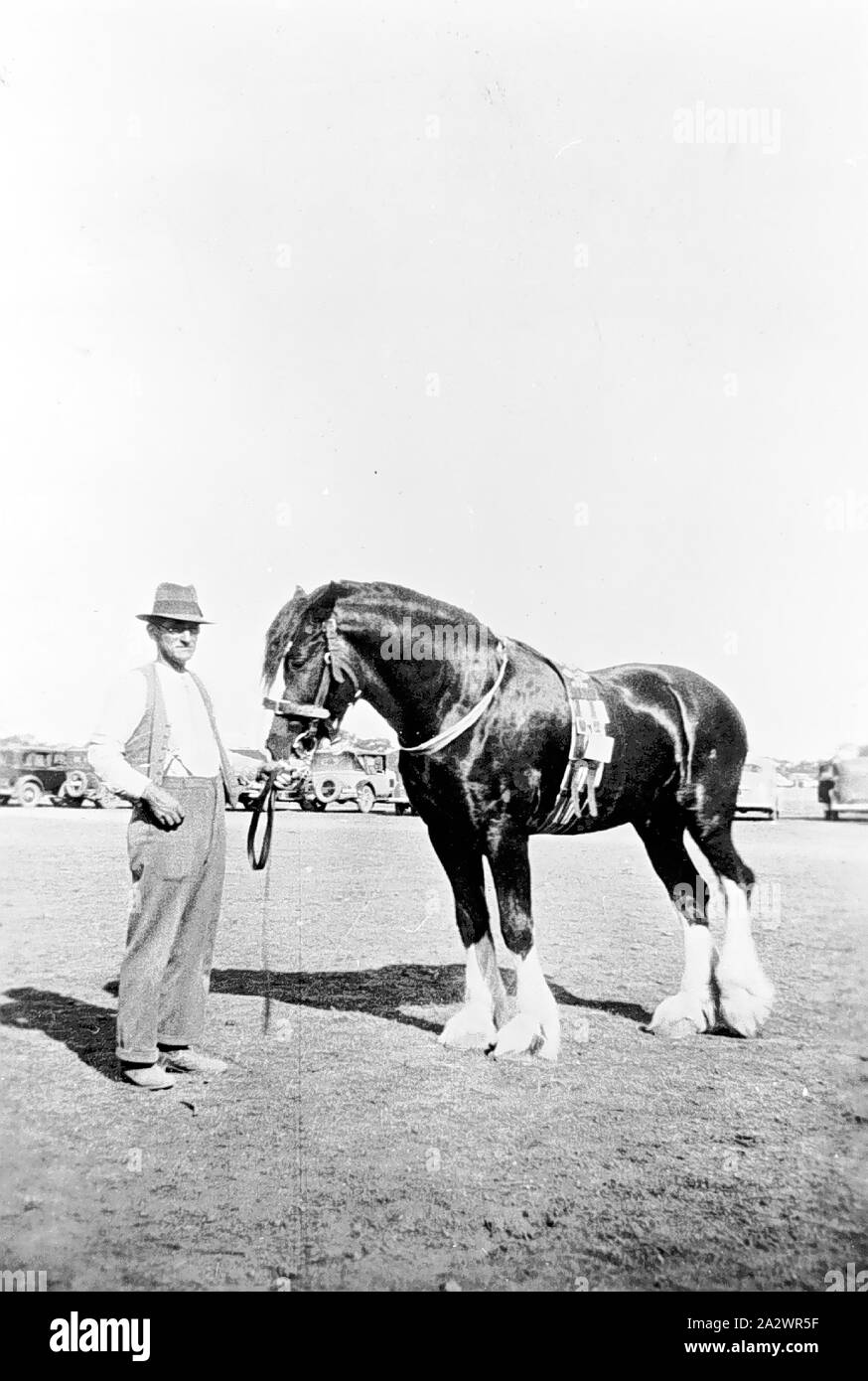 Negative - Manangatang, Victoria, circa 1935, Man with a prize stallion ...