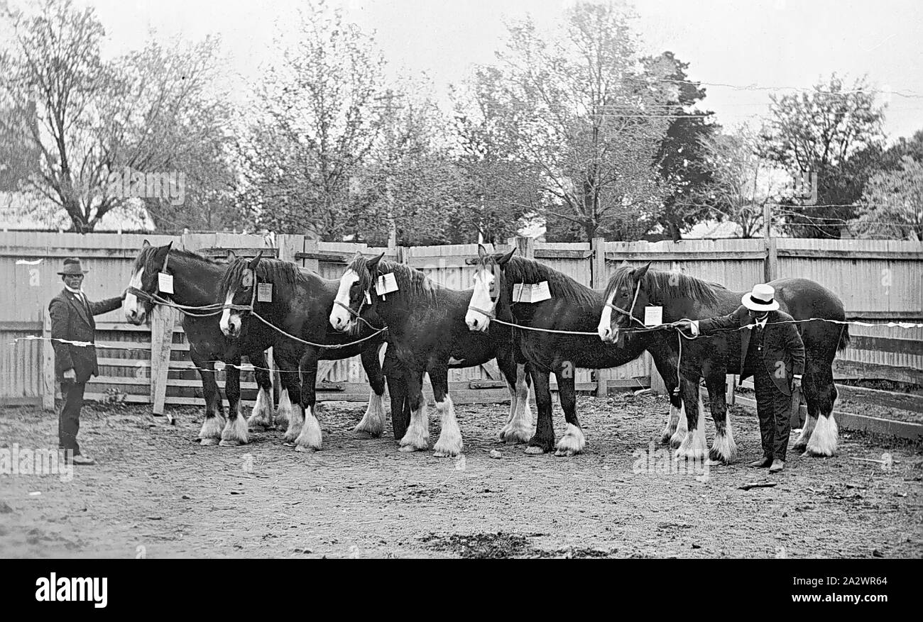Five prize horses hi-res stock photography and images - Alamy