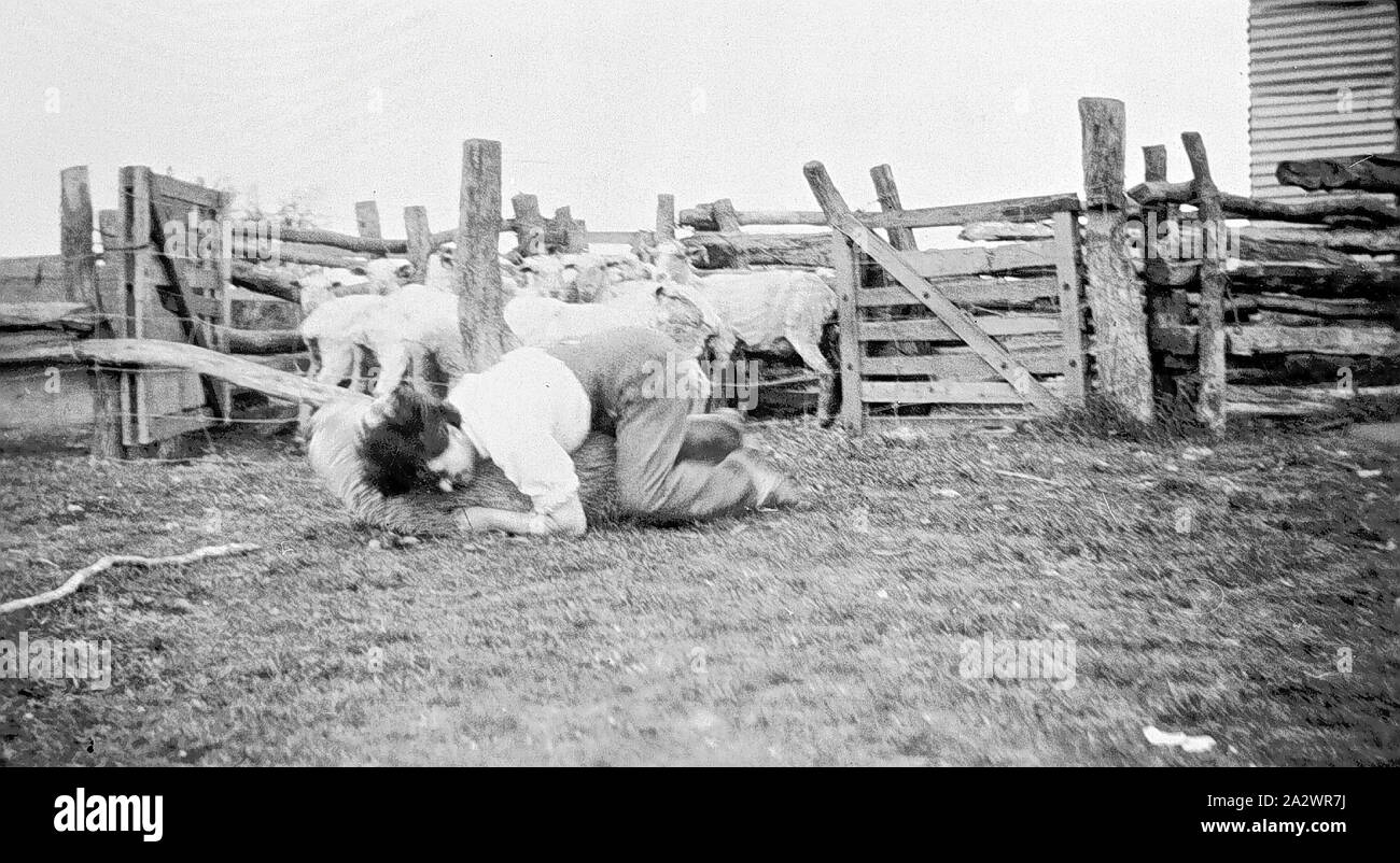 Negative - Woman Catching SHeep, Chinkapook, Victoria, 1931, Rose ...