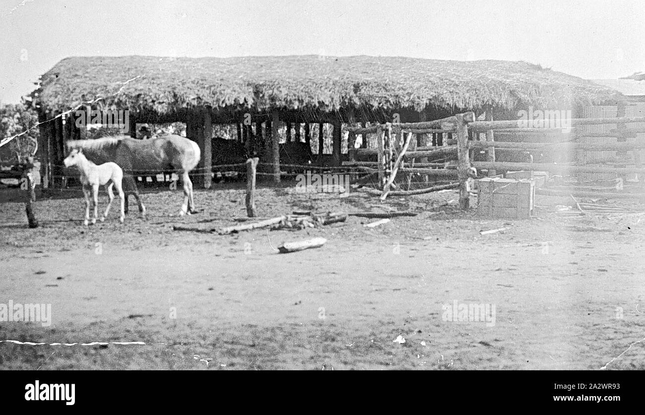 Negative - Manangatang, Victoria, circa 1930, Stock-yards pine grove ...