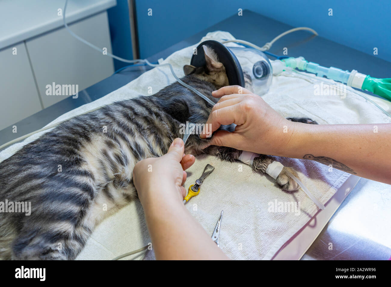 Ecg electrode hi-res stock photography and images - Alamy