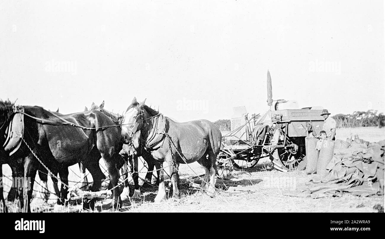 Negative - Natya West, Victoria, circa 1935, Bagging grain from a horse ...