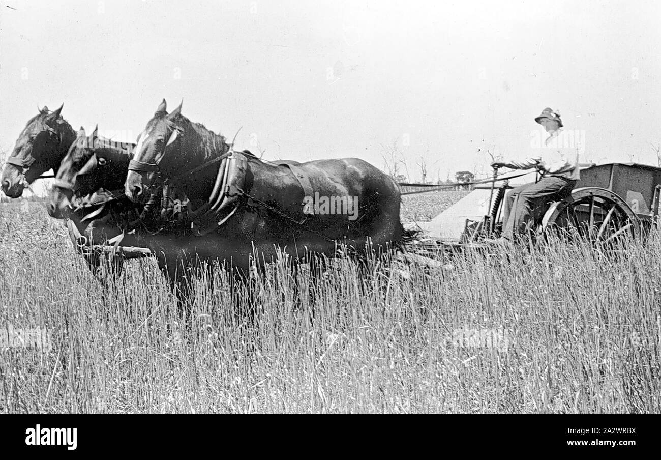 Negative - Piangil, Victoria, 1904, The first harvest of the crop. The ...