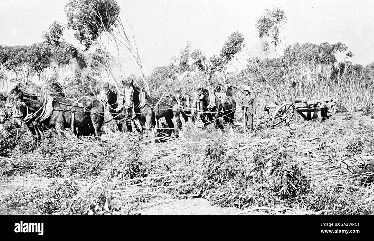Negative - Manangatang, Victoria, circa 1920, A horse-drawn team ...