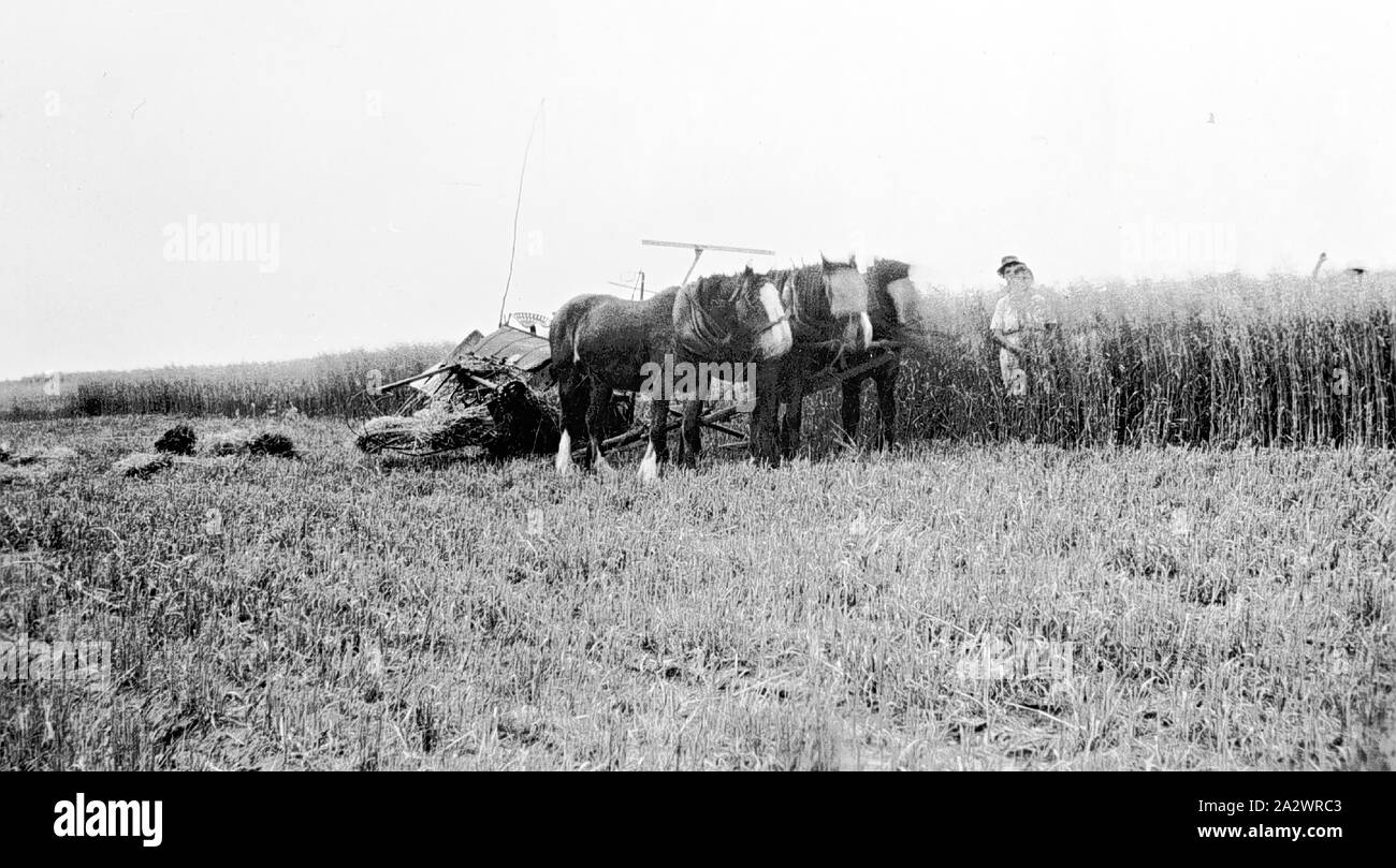 Negative - Manangatang, Victoria, circa 1925, A three horse team ...