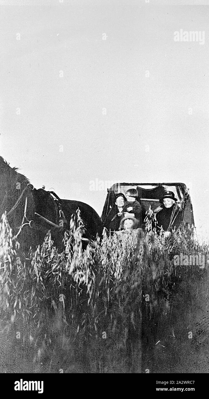 Negative - Manangatang, Victoria, 1932, A horse and carriage in an oat ...