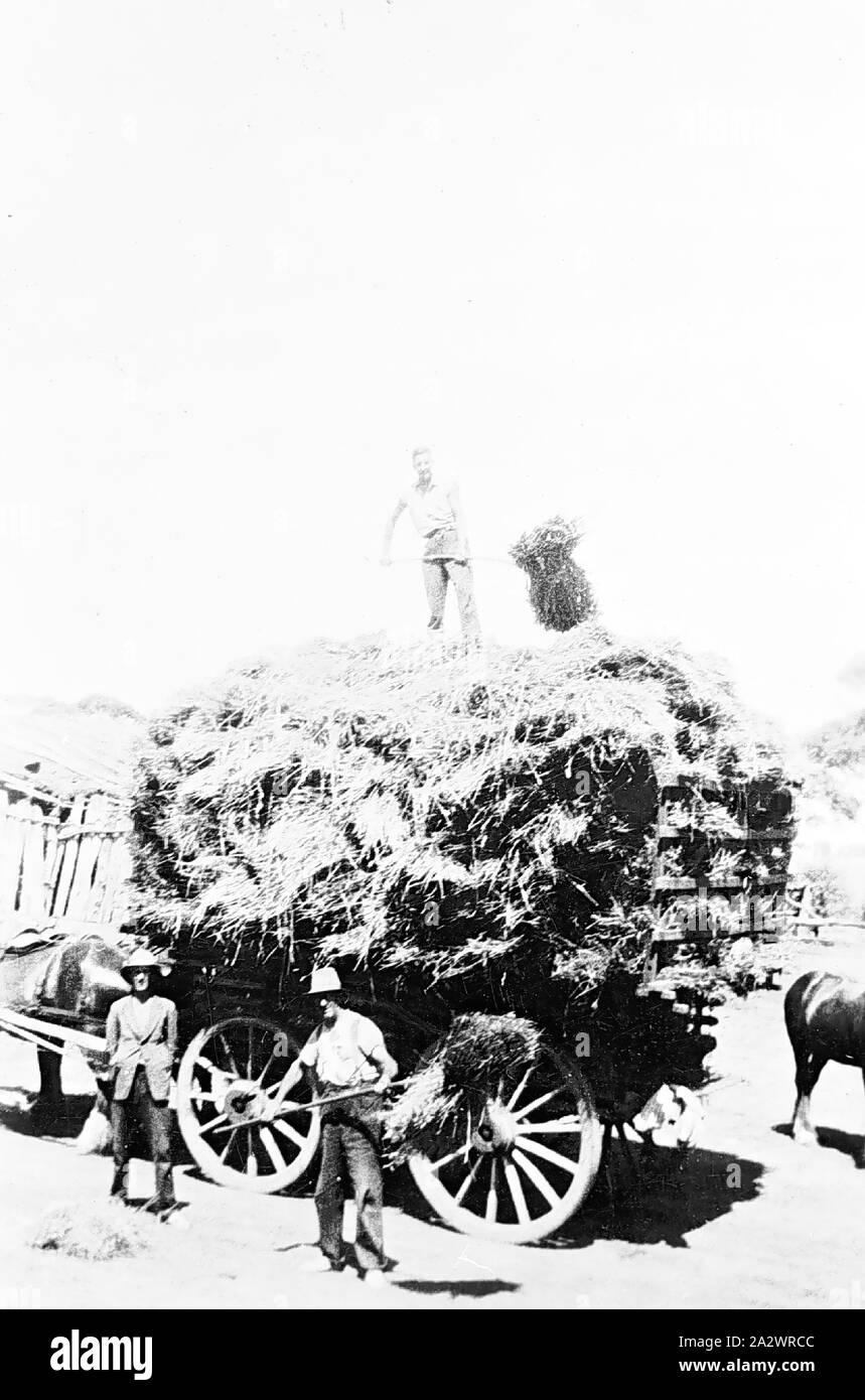 Men Pitching Hay High Resolution Stock Photography and Images - Alamy