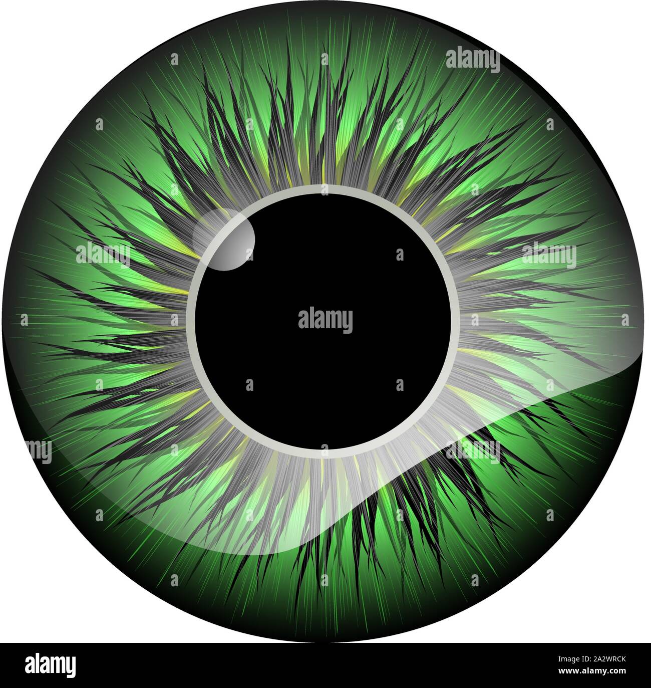 Vector illustration of human eye Stock Vector Image & Art - Alamy