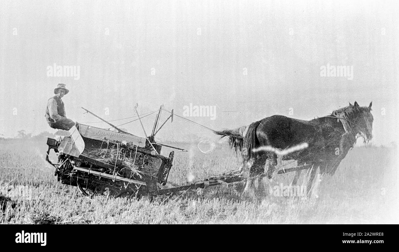 Negative - Manangatang, Victoria, circa 1930, A man on a binder drawn ...