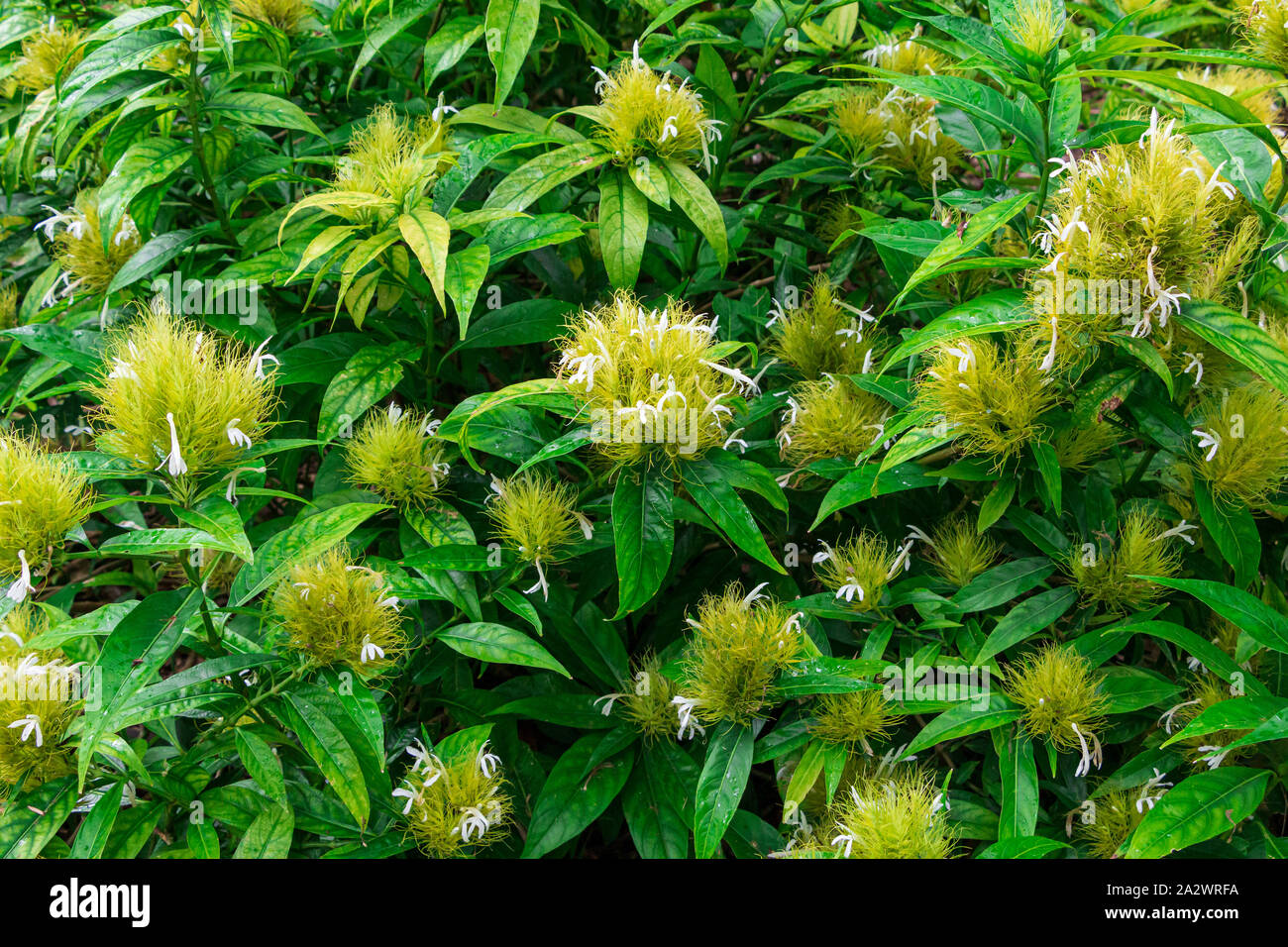 Schaueria flavicoma golden plume hi-res stock photography and images ...