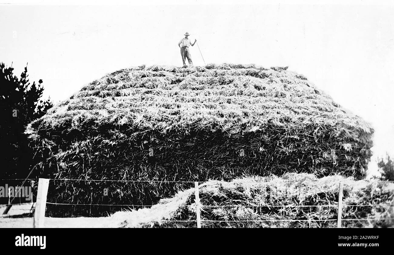 Negative - Coleraine, Victoria, pre 1930, A man on top of a haystack ...