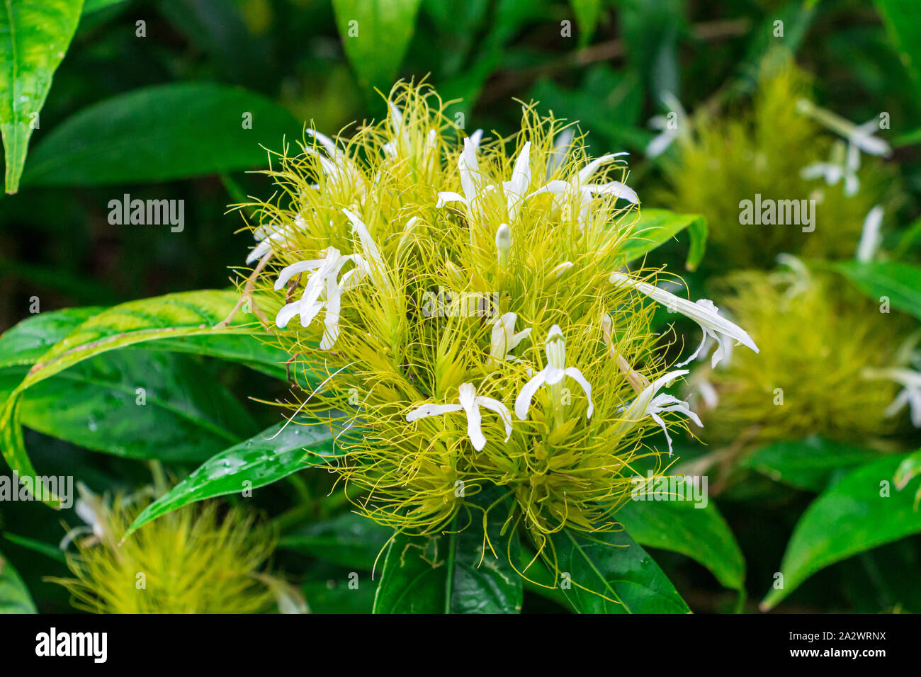 Schaueria flavicoma golden plume hi-res stock photography and images ...
