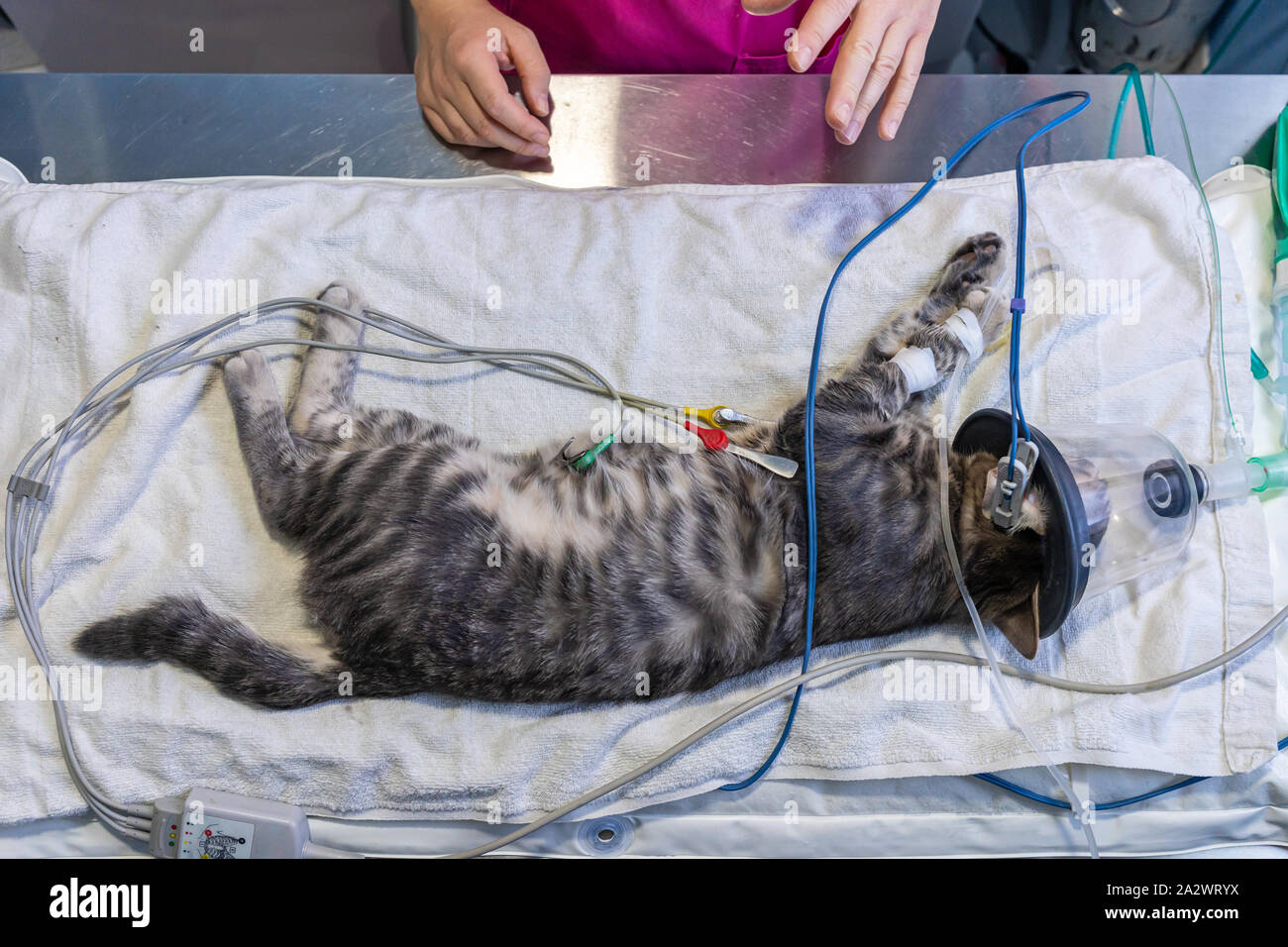 Ecg electrode hi-res stock photography and images - Alamy