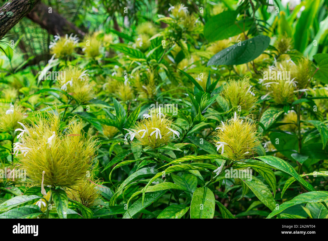 Flower schaueria flavicoma golden plume hi-res stock photography and ...