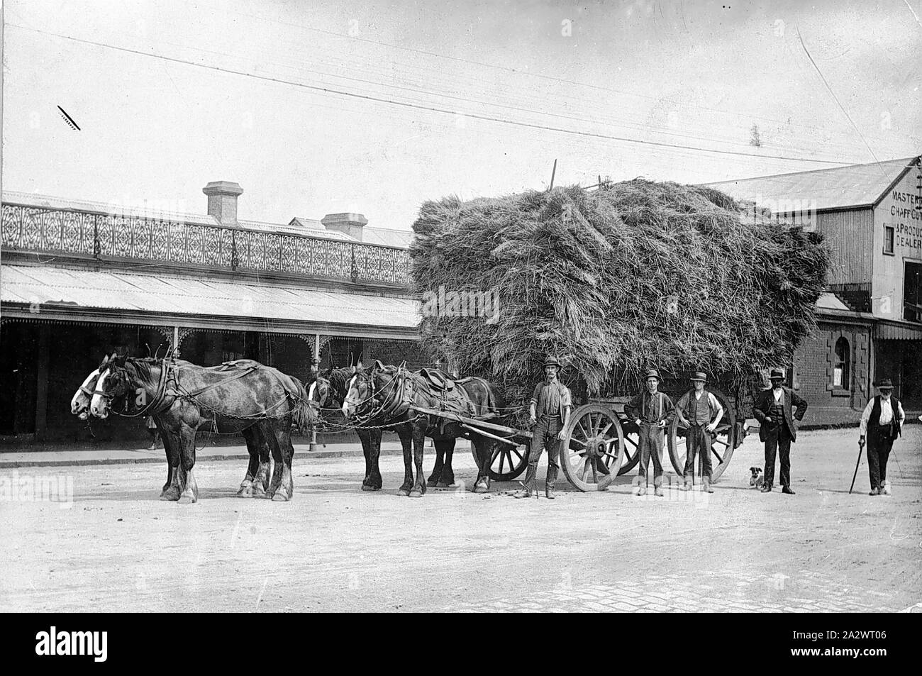 Negative - Horse Team with Chaff Wagon, Hamilton, Victoria, 1918, Horse ...