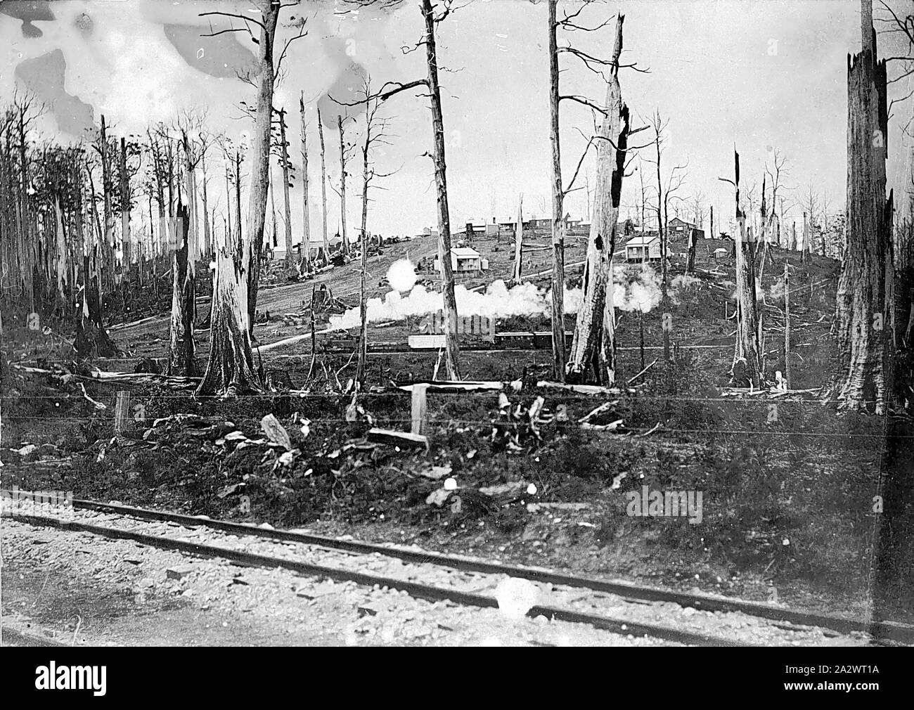 Negative - Beech Forest, Victoria, circa 1900, A forest being cleared ...