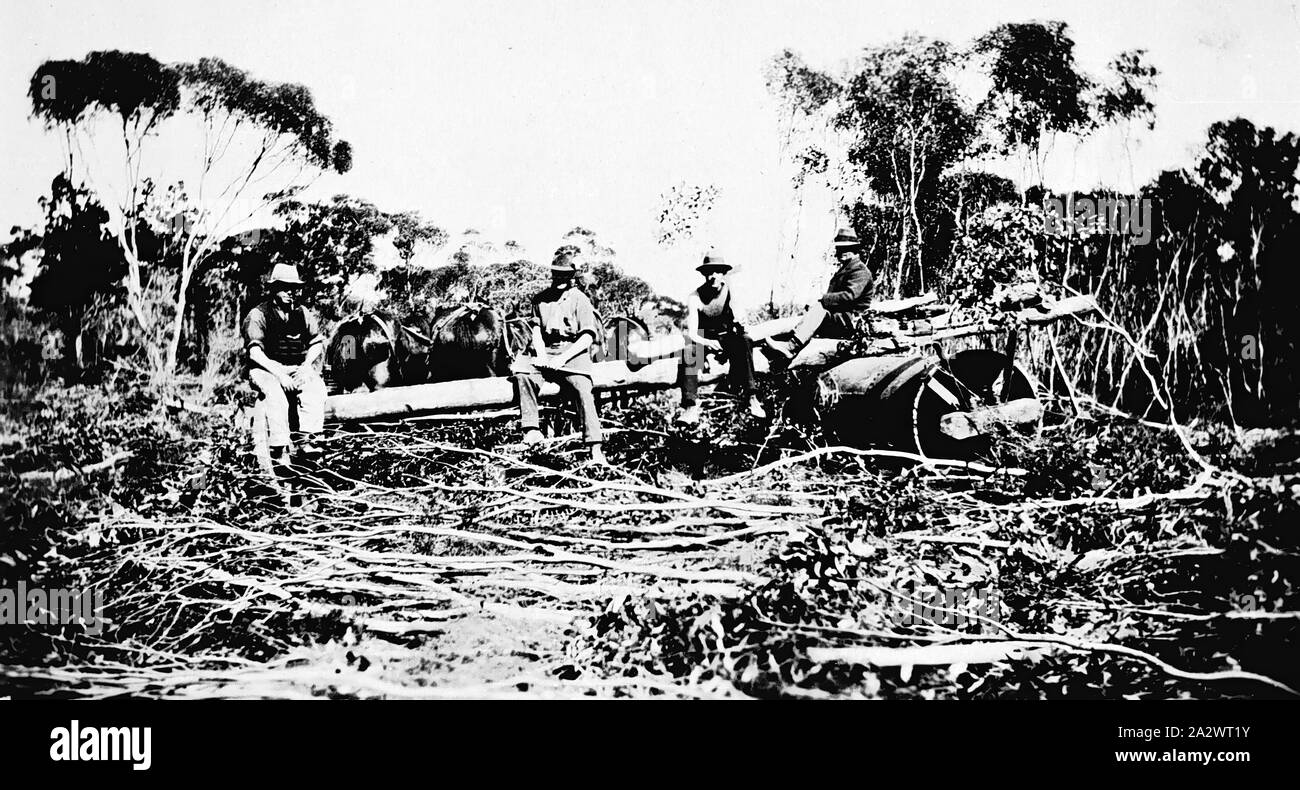 Negative - Mallee, Victoria, circa 1920, A group of men with a Mallee ...