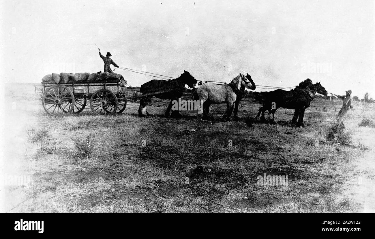 Negative - Mittyack District, Victoria, circa 1928, A six horse team ...