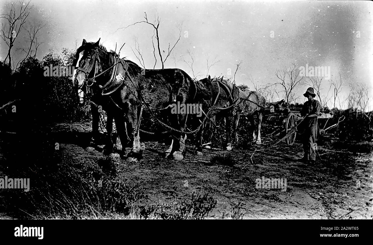 Negative - Mittyack, Victoria, circa 1926, A team of horses pulling a ...